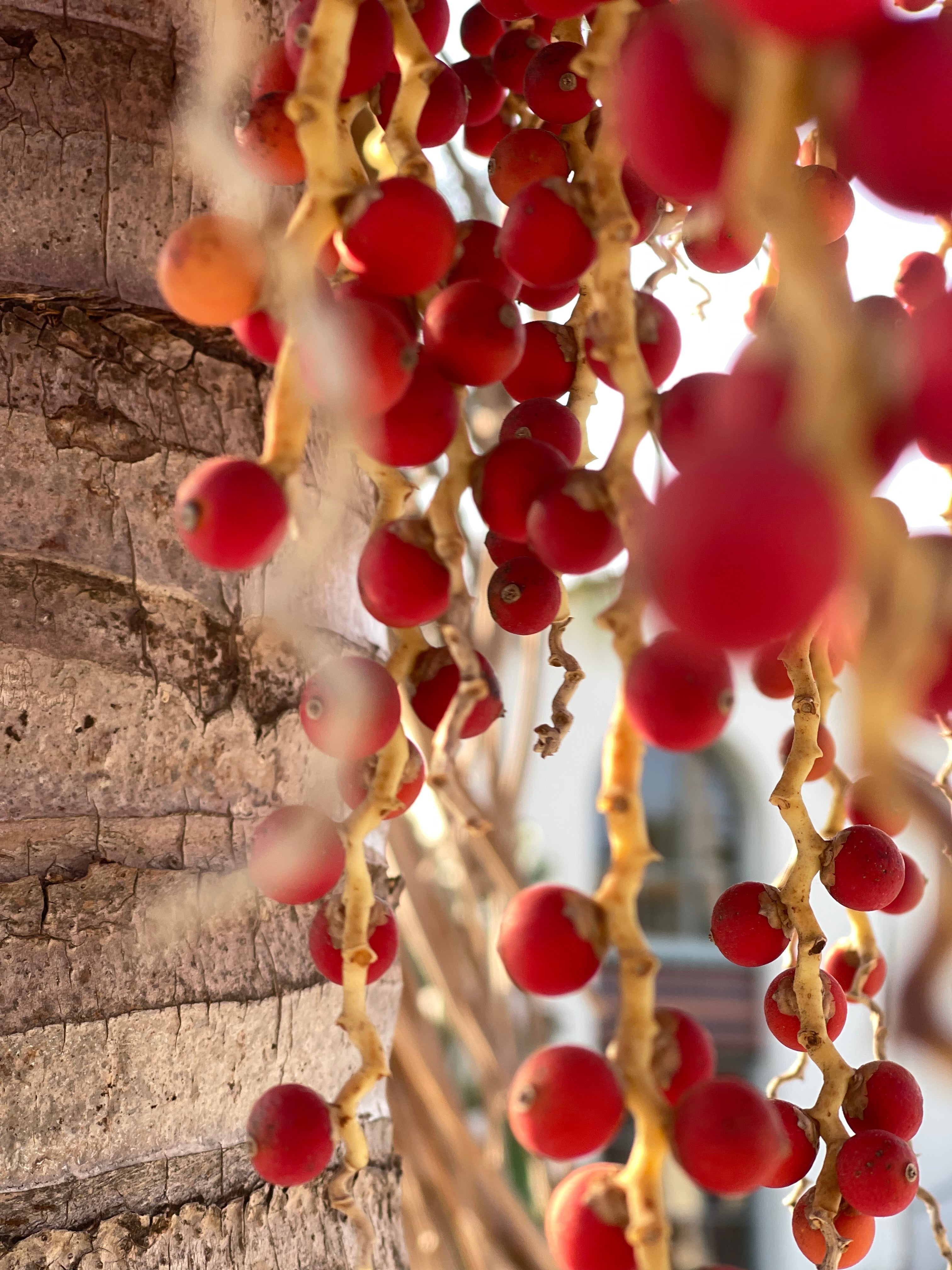 The Common Sense of Color & Connection – Color Baggage