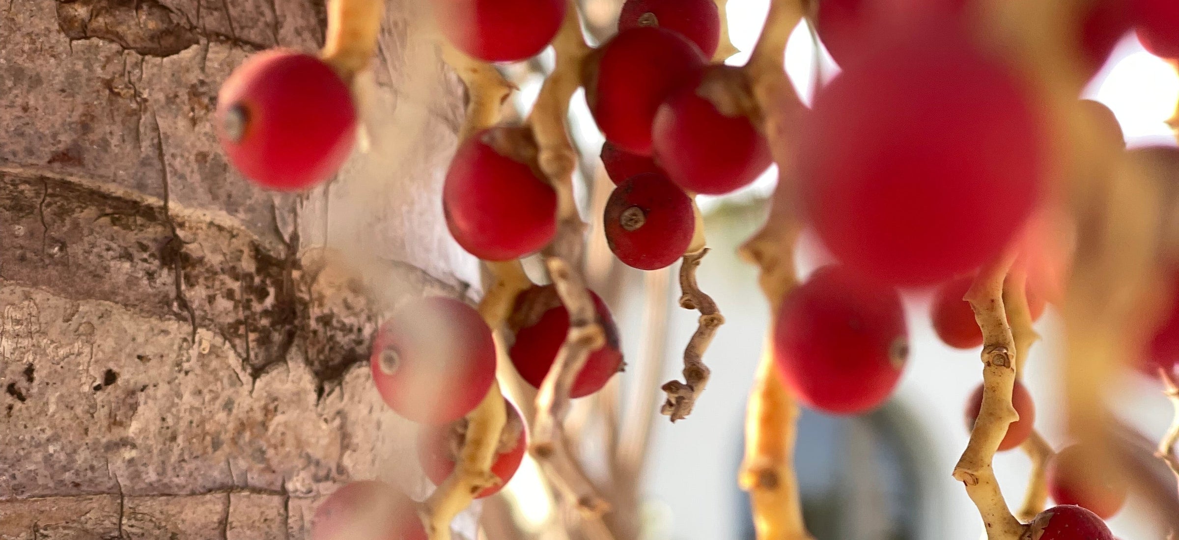 The Common Sense of Color & Connection – Color Baggage